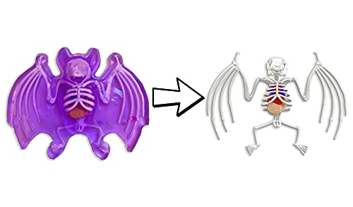 Synthetic Lab Dissection Toy - Bat - Gifteee | Unique Gifts